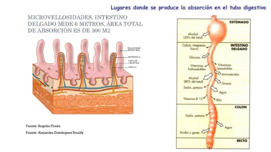 Absorción de nutrientes en el tubo digestivo - FMF Spain